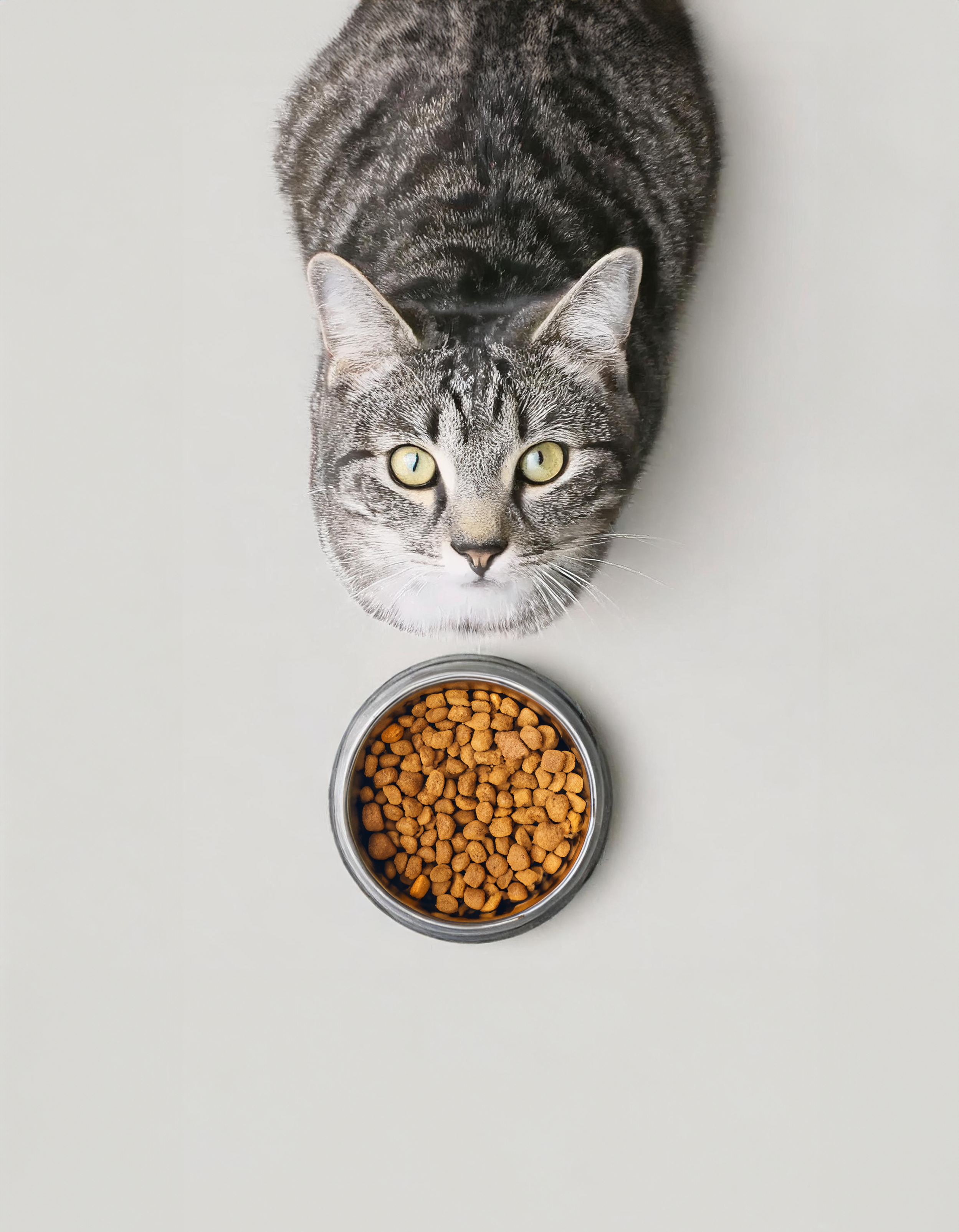 Wie viel Futter braucht meine Katze? - Just Russel